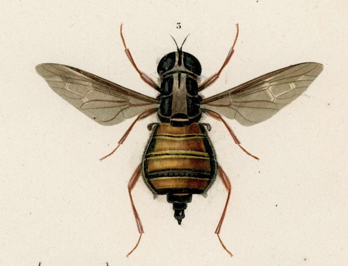 C. 1849 WASPS & FLIES Print • Original Antique Print - Bug Print • D ...