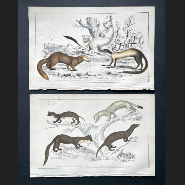 Weasel Pattern - Etsy