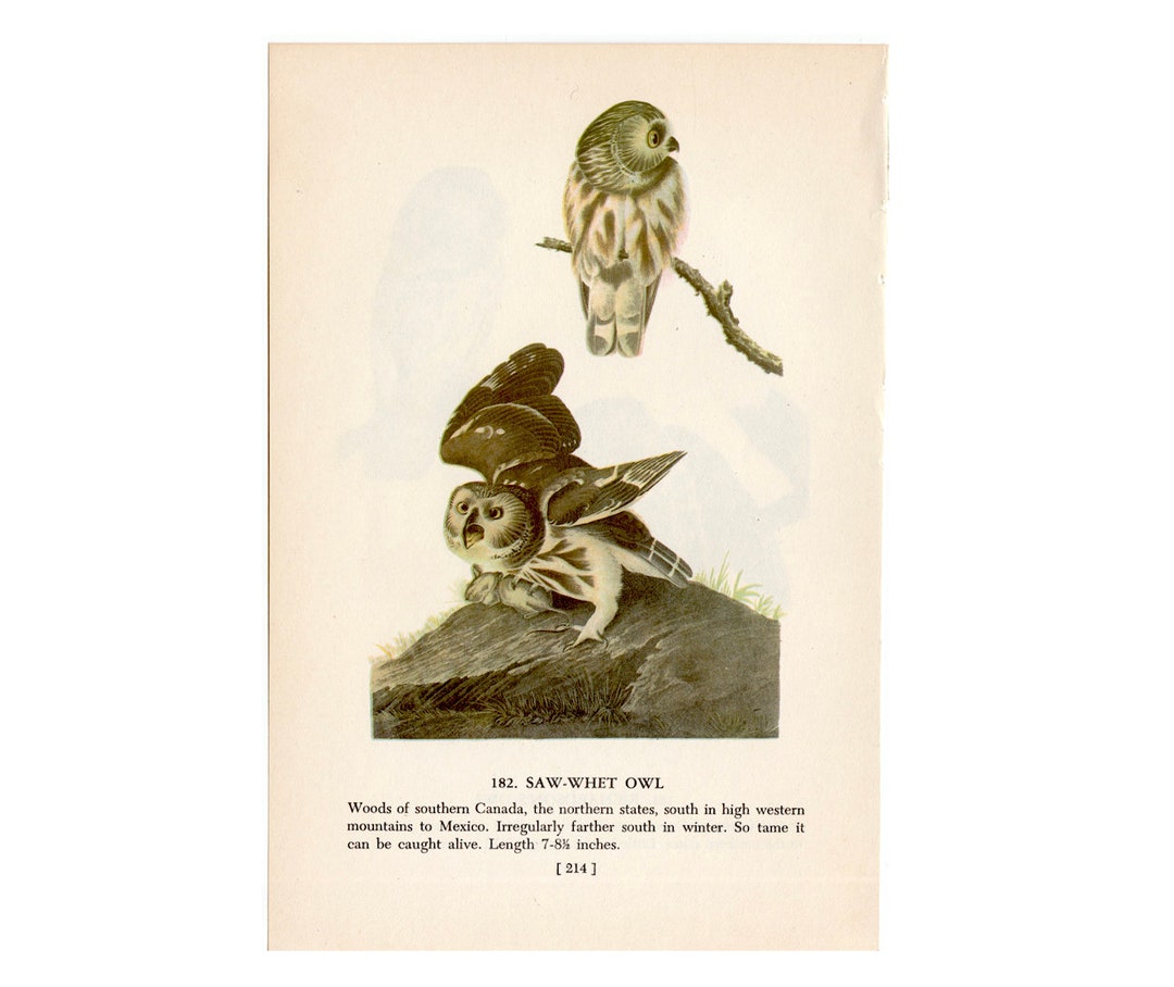 C. 1950 SAW WHET OWL Lithograph • Original Vintage Print • Bird of Prey ...