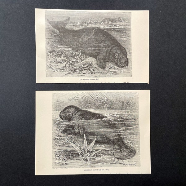 Dugong - Etsy