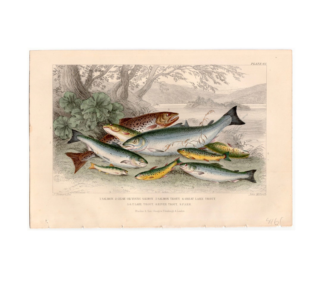 C. 1859 TROUT & SALMON FISH Engraving • Original Antique Print ...