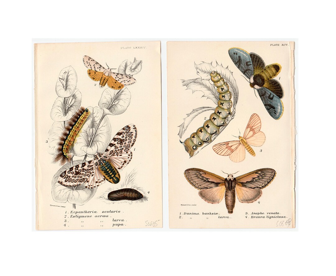 C. 1897 MOTH Lithographs • Set of 2 Original Antique Prints • Insect ...