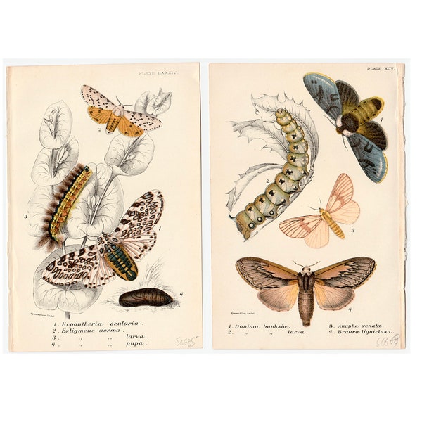 Entomology Print - Etsy