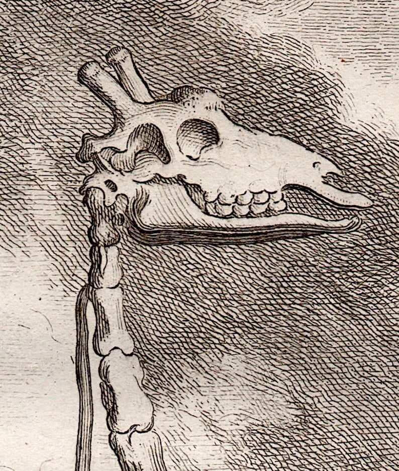 GIRAFFE SKELETON Engraving C. 1777 • Original Antique Print • African ...