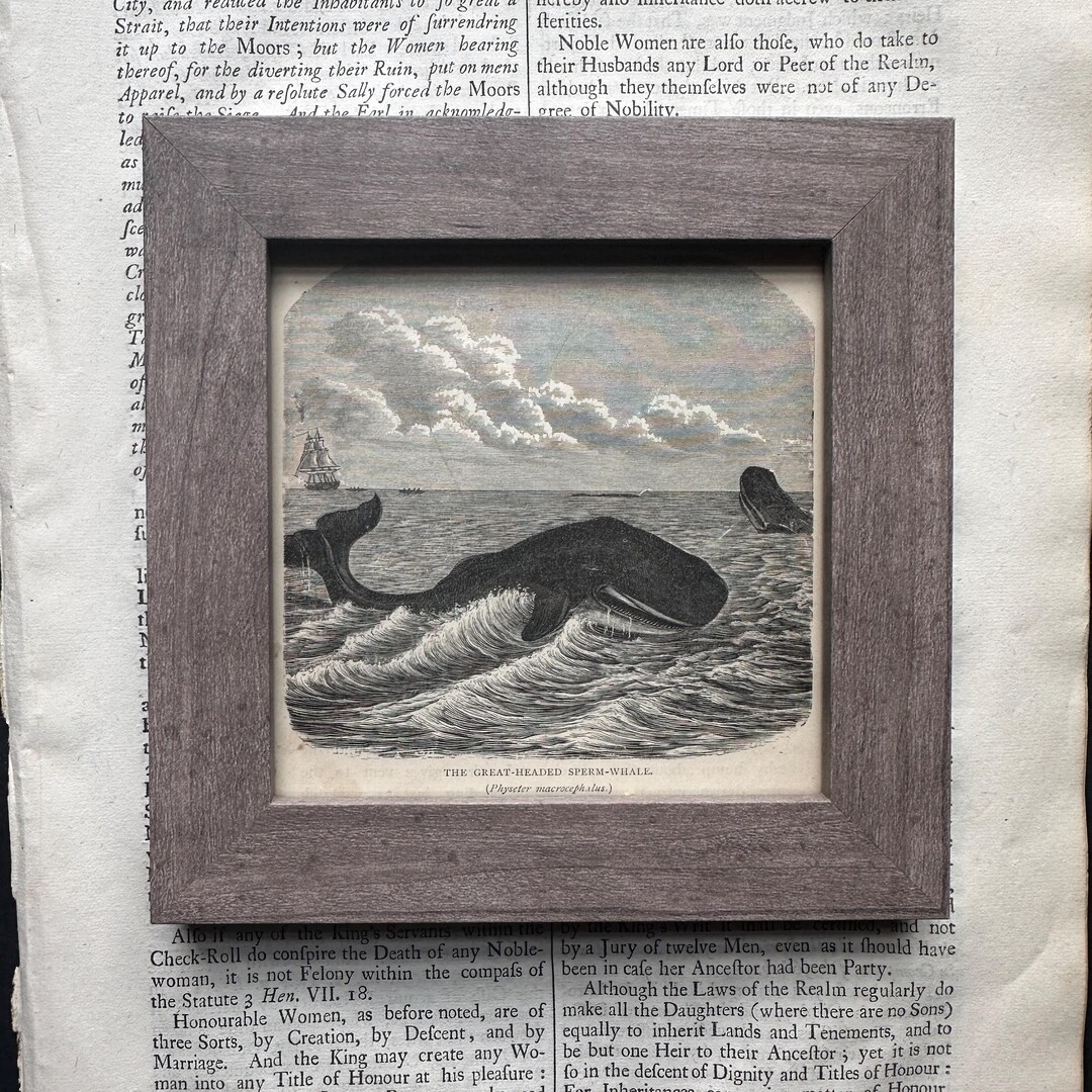 C. 1909 FRAMED SPERM WHALE Engraving • Original Antique Print • Toothed ...