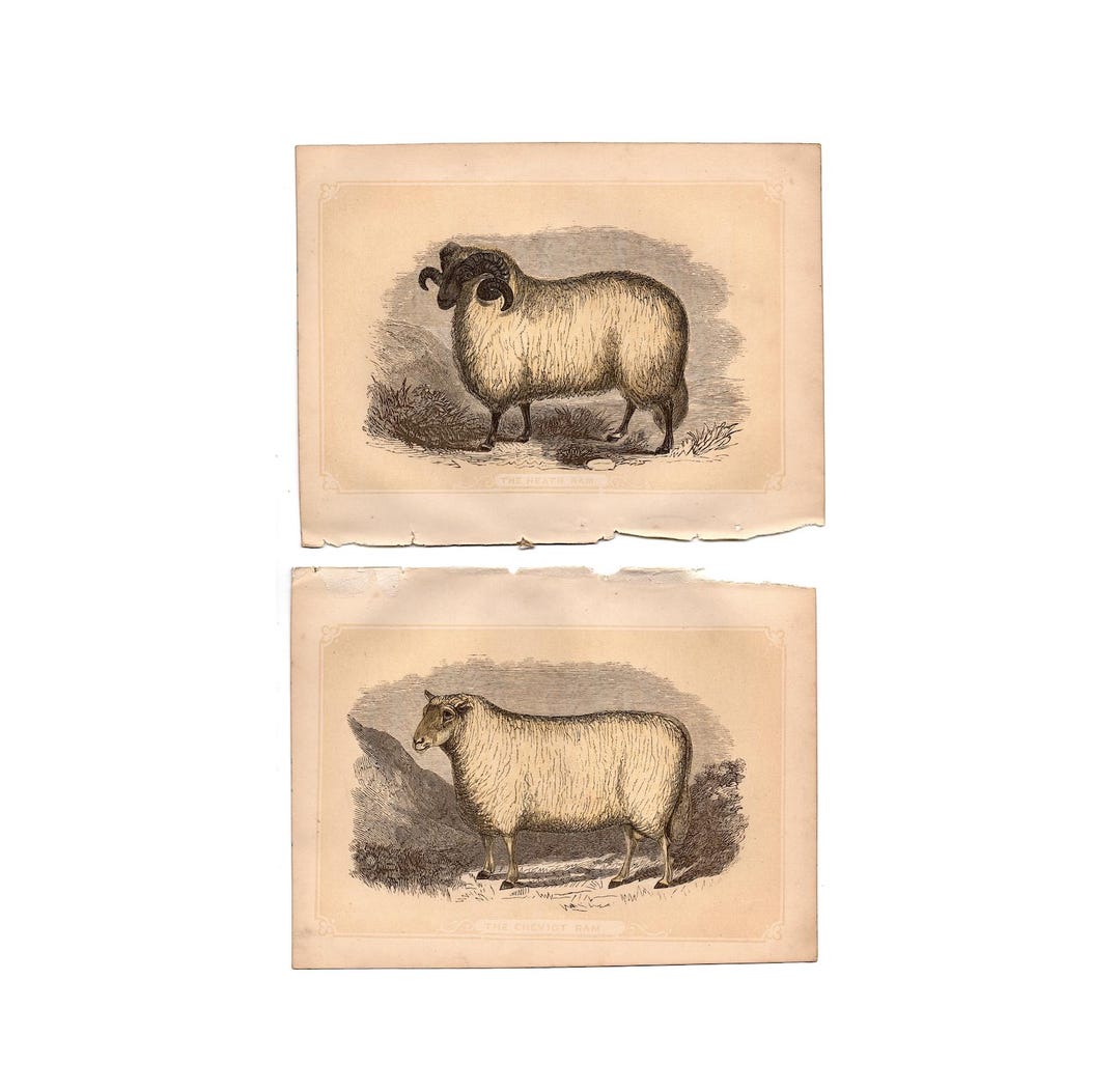 C.1853 THE SHEEP Prints • Original Antique Print • Farm Animal Print ...