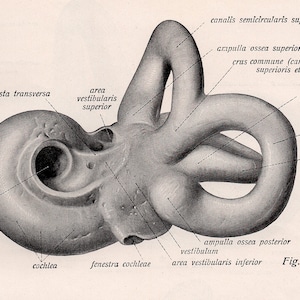 C.1922 EAR ANATOMY Lithograph • Original Antique Print • Inner Ear ...
