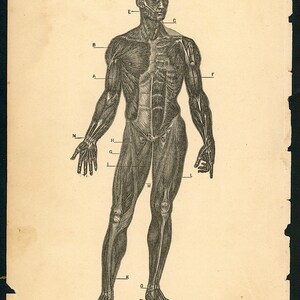 C. 1884 MUSCULAR SYSTEM Lithograph - Antique Human Anatomy Print ...
