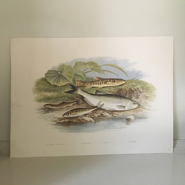 Antique Fish Print - Etsy