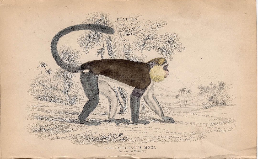 C. 1833 MONKEY PRIMATE Engraving • Original Antique Print • Animal ...
