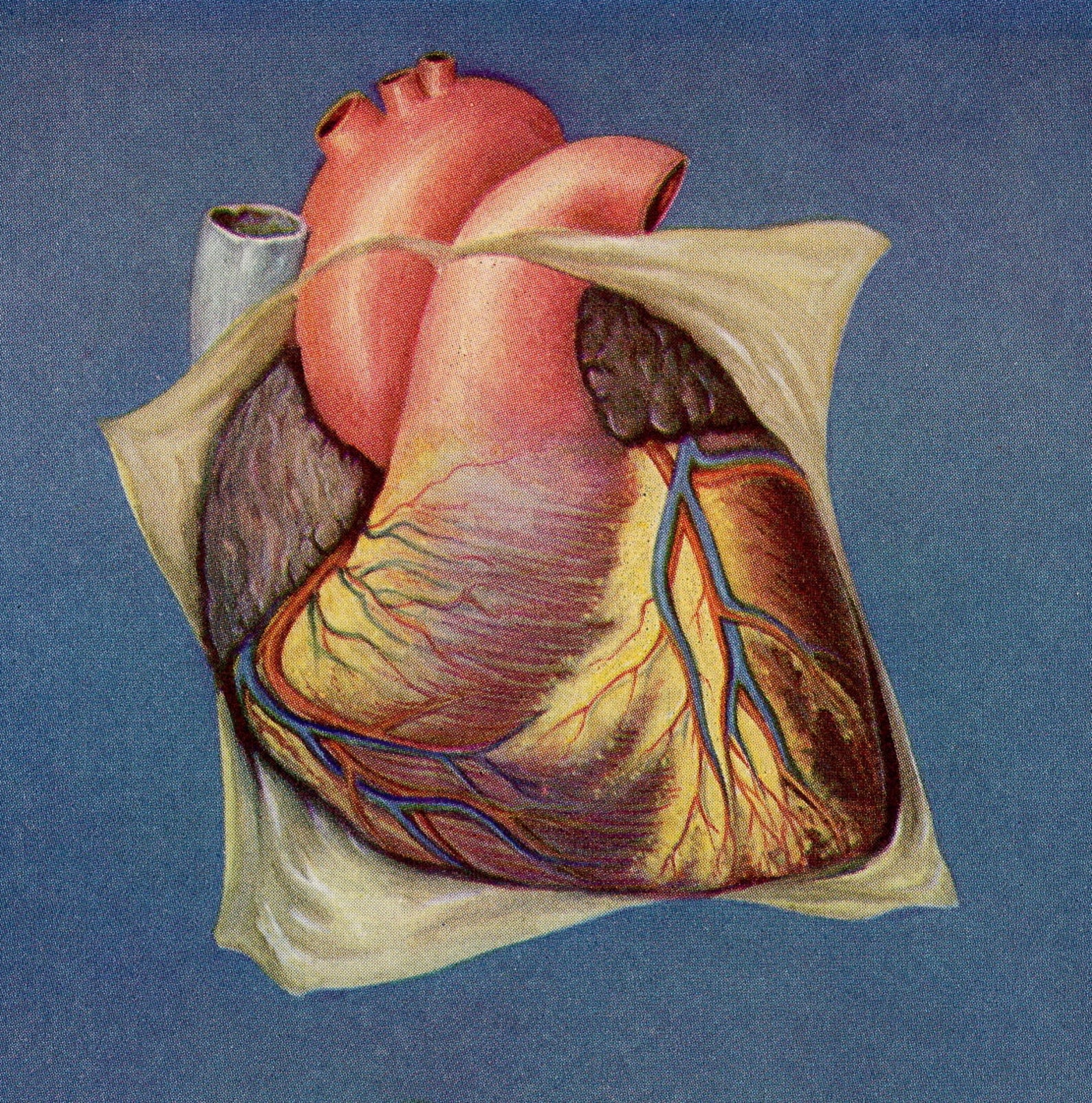 C 1940 THE HEART Lithograph • Original Vintage Print • Human Anatomy ...