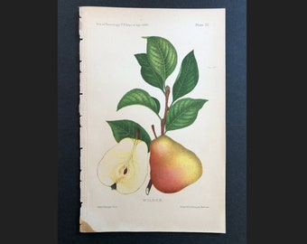 Trapp Avocado 1903 USDA Botanical Lithograph Department of - Etsy