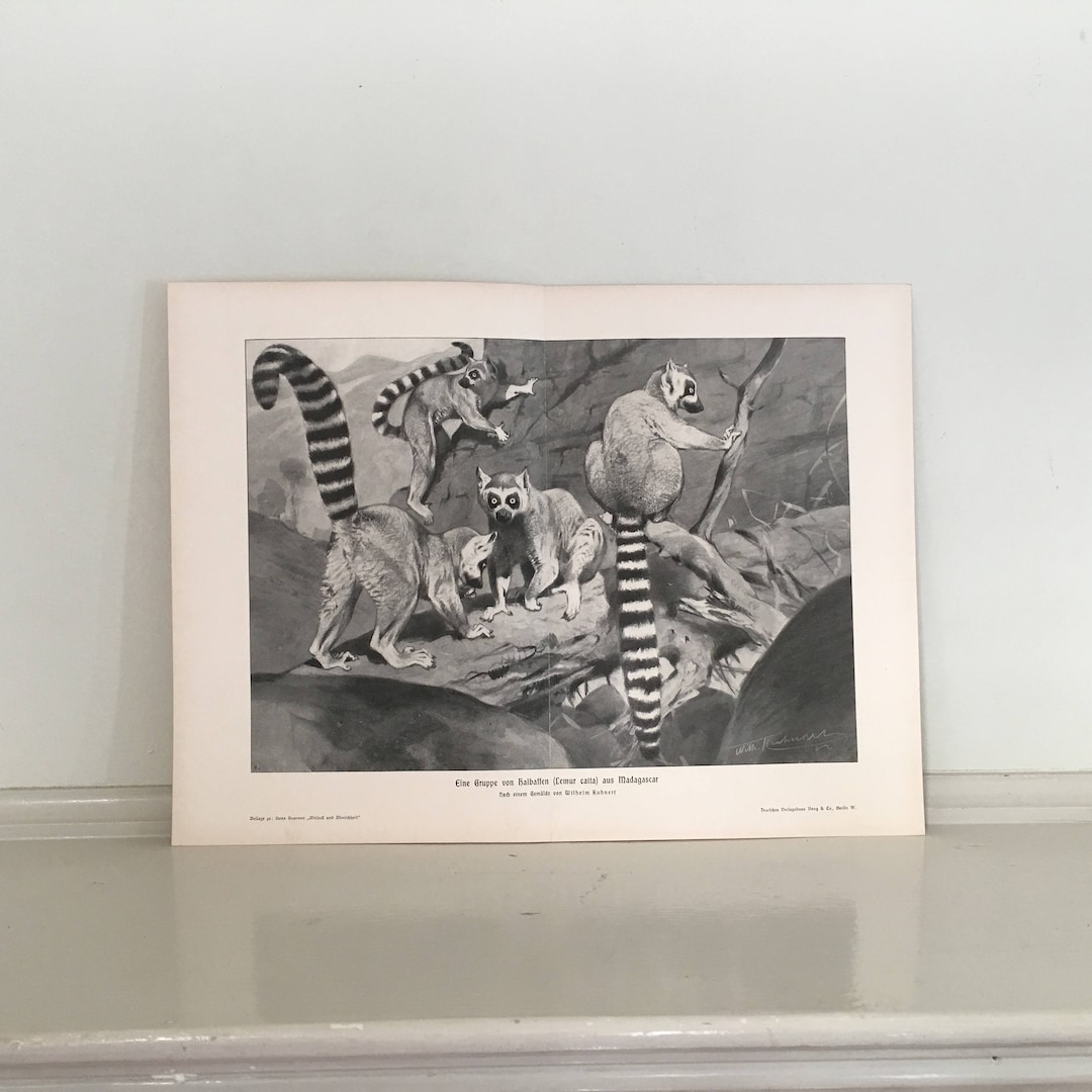 C. 1900 LEMURS Lithograph • Original Antique Print • Madagascar Animal ...
