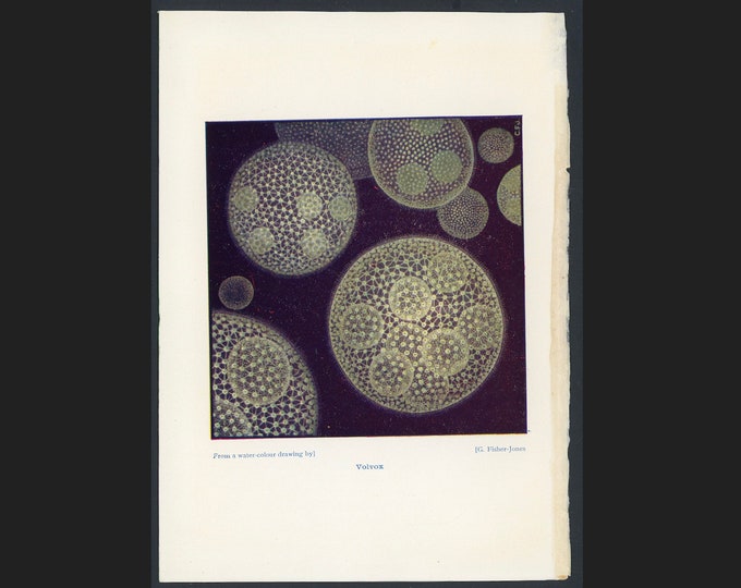 C. 1907 UNDER THE MICROSCOPE Lithograph • Original Antique Print ...
