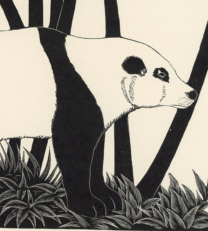 C. 1920's GIANT PANDA Lithograph • Original Antique Print • Daglish ...
