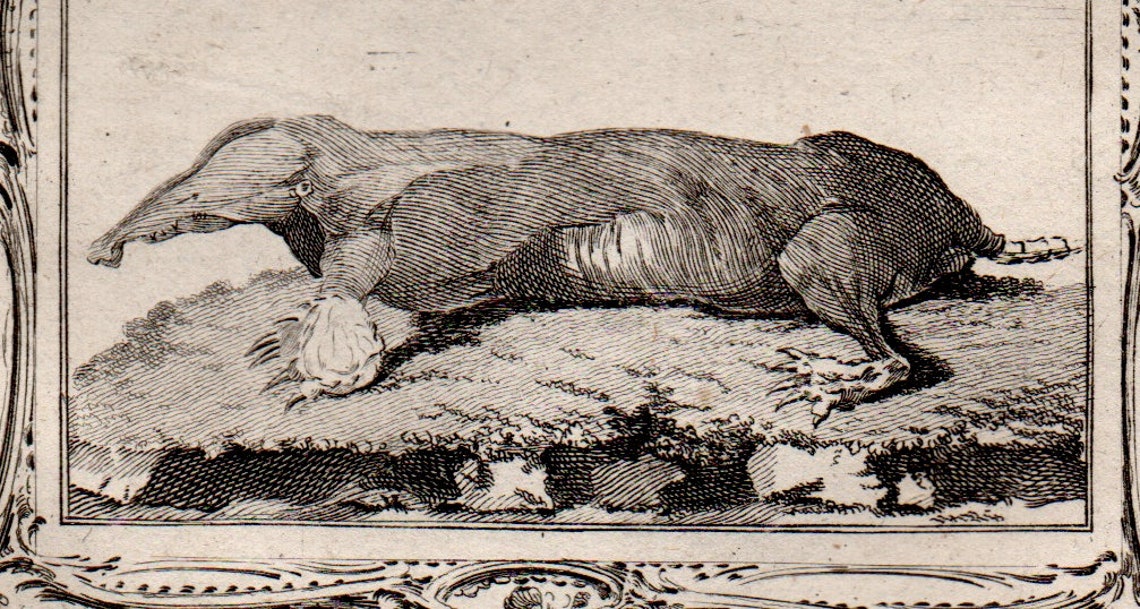 C. 1820 ANTIQUE MOLE print original antique print mole | Etsy