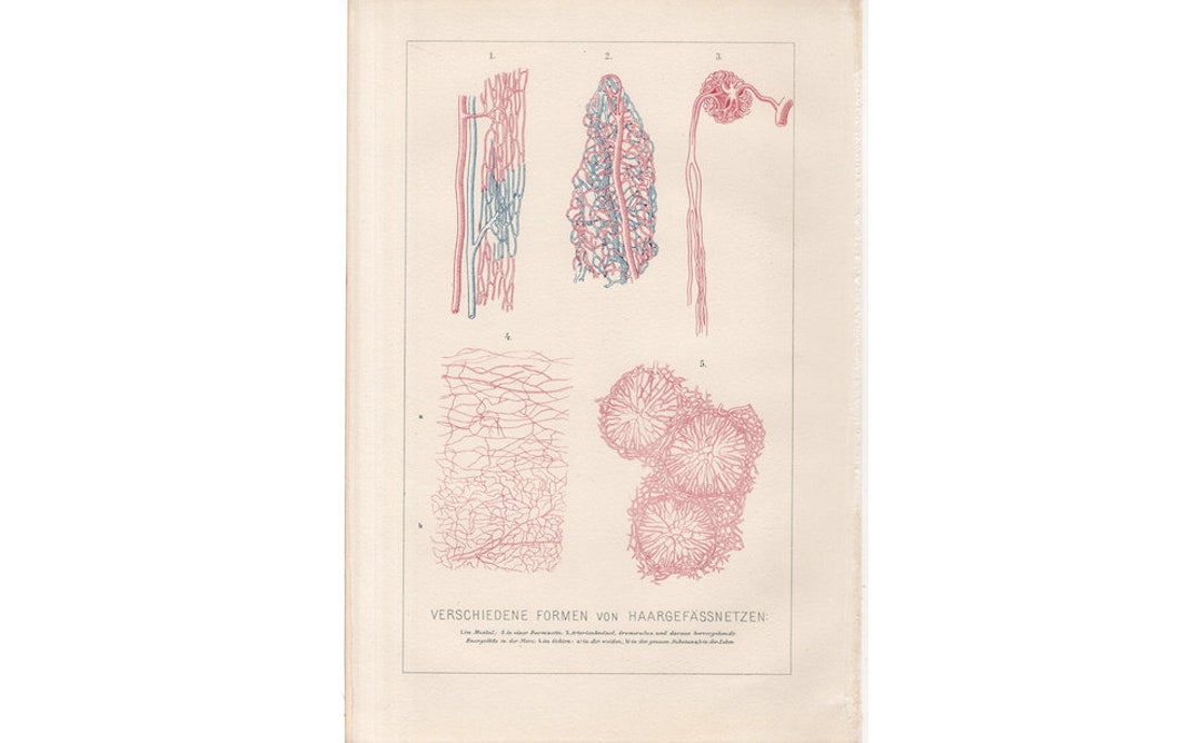 C. 1884 BLOOD VESSELS Print - Original Antique Human Anatomy Print ...