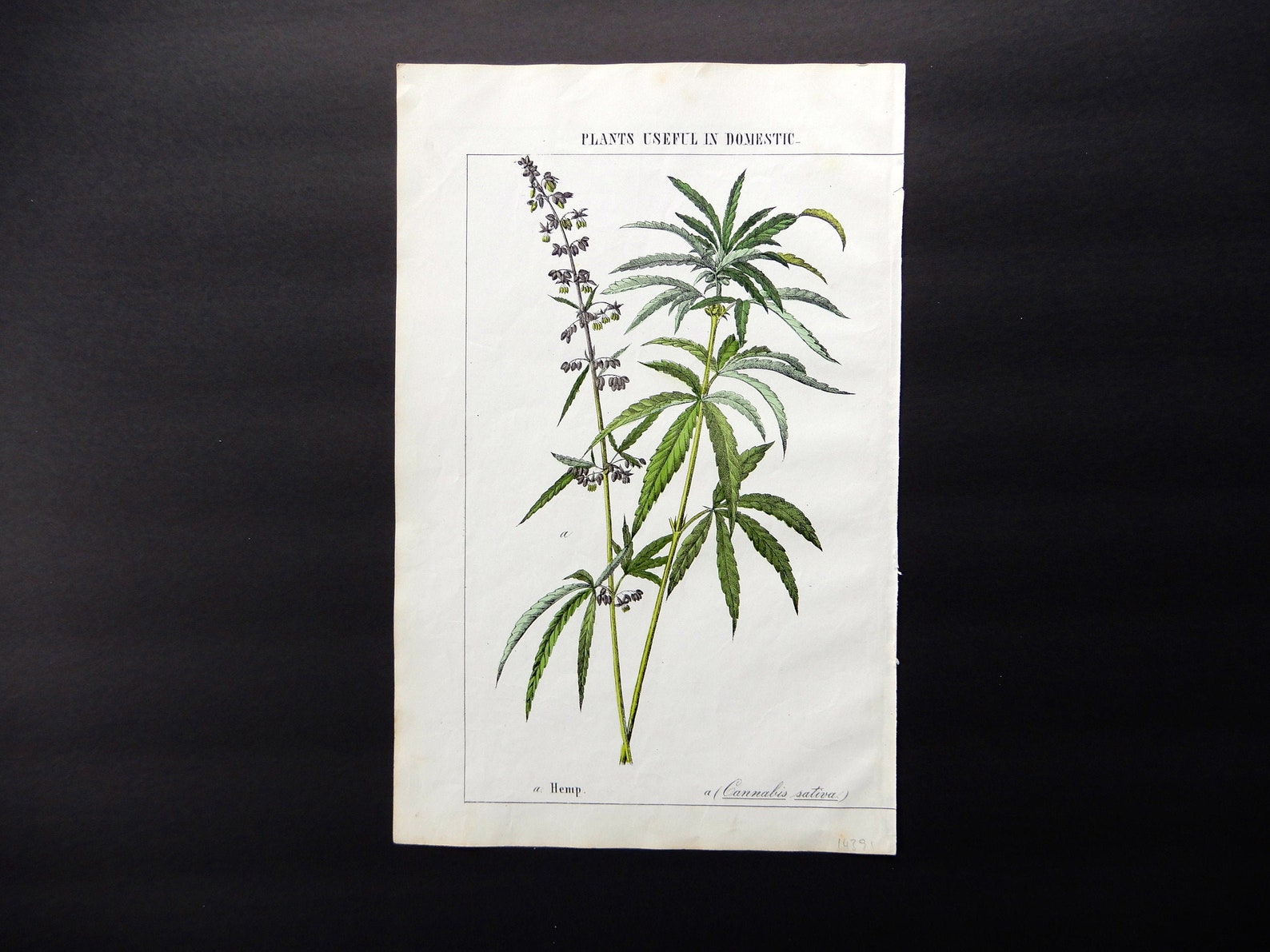 C. 1857 CANNABIS SATIVA PRINT Marijuana Print Antique | Etsy