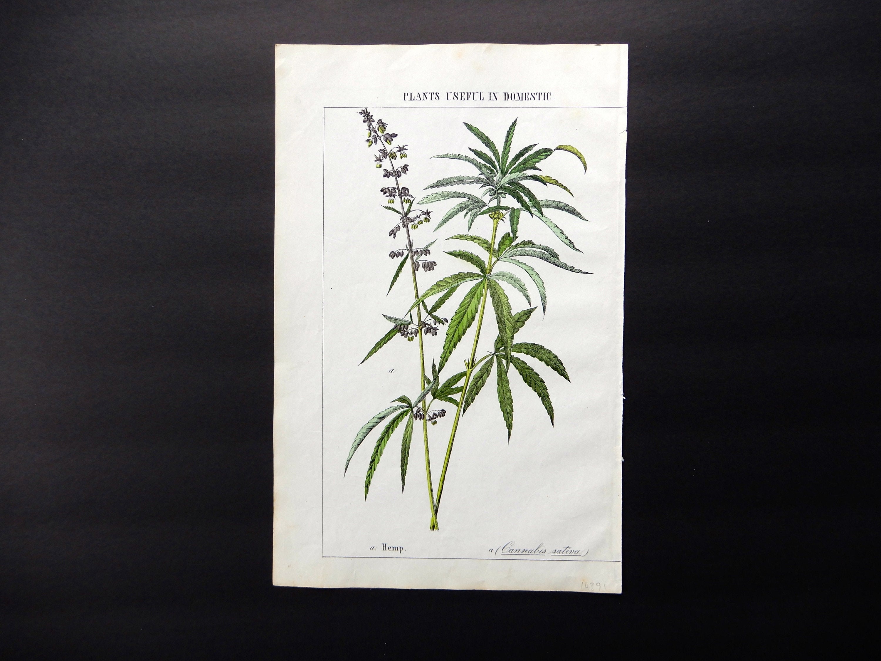 C. 1857 CANNABIS SATIVA PRINT Marijuana print antique | Etsy