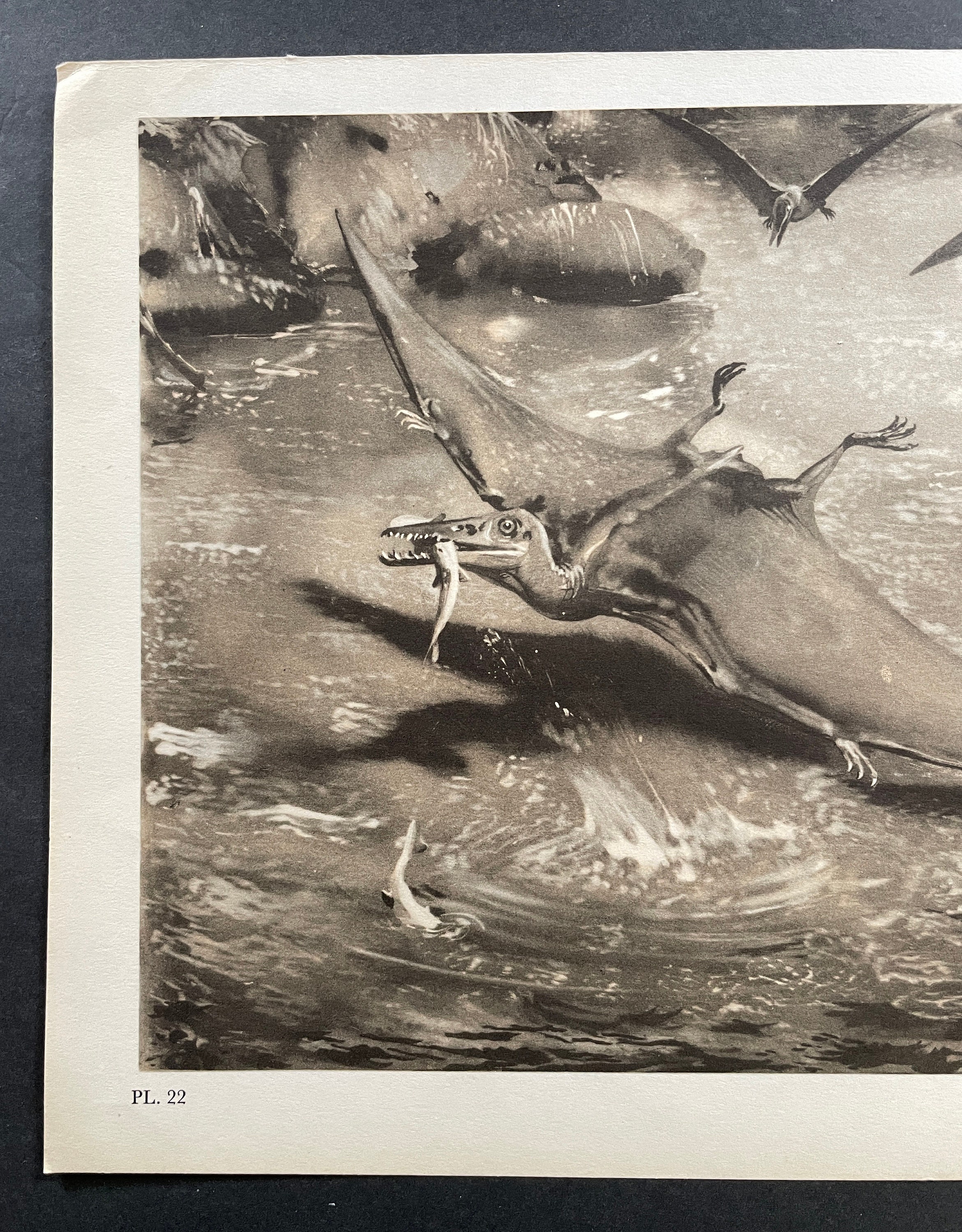 C. 1960 PREHISTORIC ANIMALS Lithograph • Original Vintage Print ...