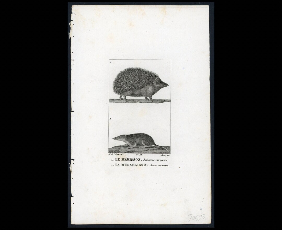 C. 1831 HEDGEHOG & MUSKRAT Engraving • Original Antique Print • Antique ...
