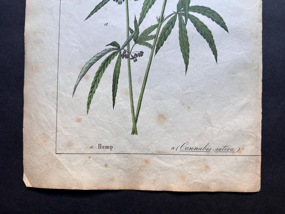 C. 1857 CANNABIS SATIVA PRINT • Marijuana Print • Antique Botanical ...