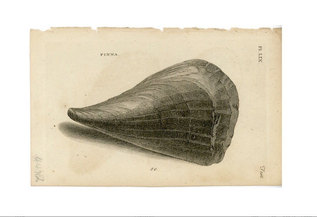 PINNA SHELL Engraving C. 1777 - Original Antique Print - Sea Shore ...