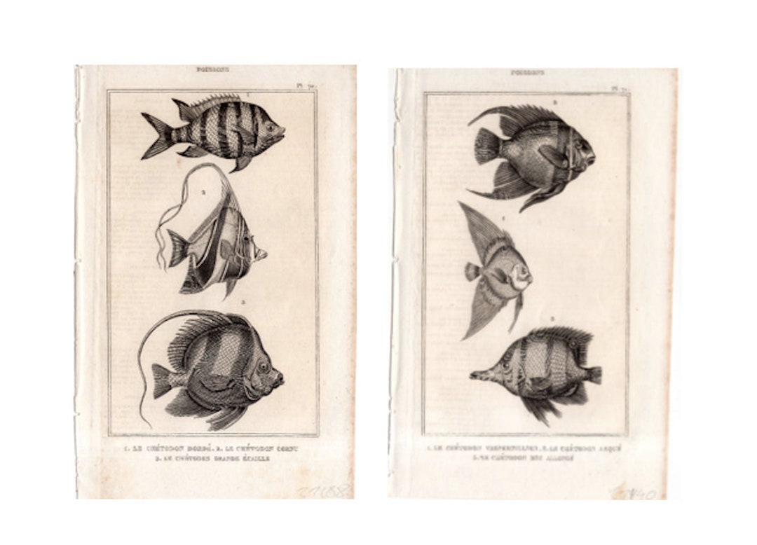 C. 1831 TROPICAL FISH Engravings • Original Antique Prints ...