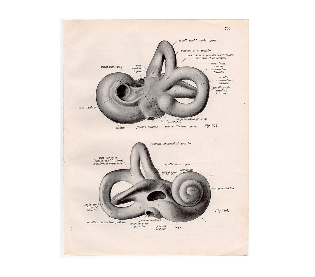C.1922 EAR ANATOMY Lithograph • Original Antique Print • Inner Ear ...