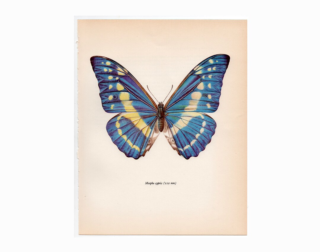 C. 1963 VINTAGE BUTTERFLY Lithograph - Gorgeous Colorful Vintage ...
