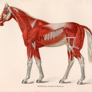 C. 1907 HORSE ANATOMY Lithograph • Original Antique Print • Horse Print ...
