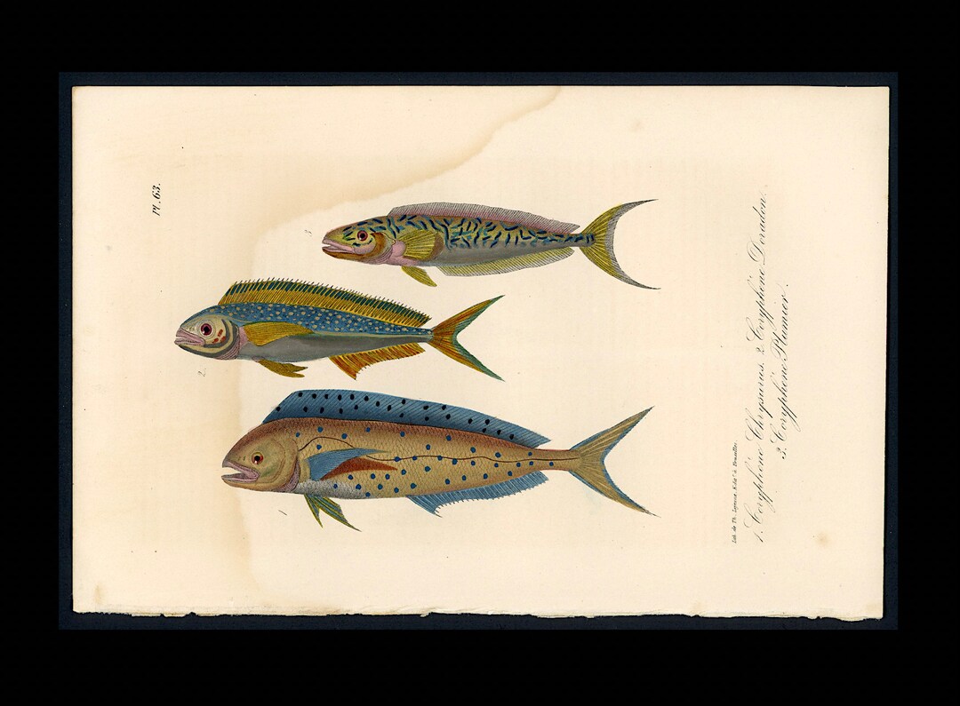 C. 1833 EXOTIC FISH Lithograph • Original Antique Print • Hand Colored ...