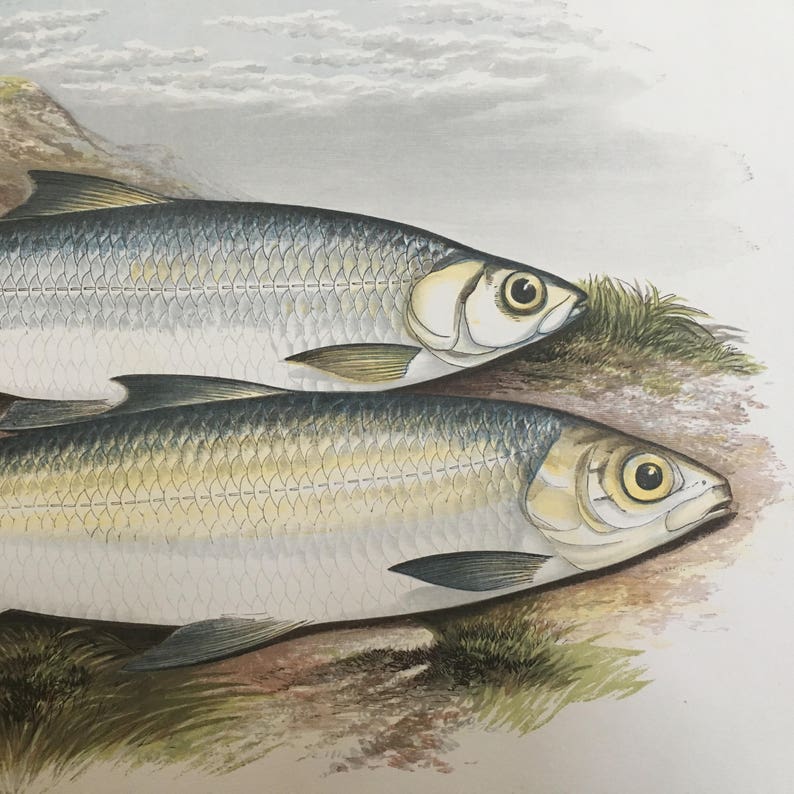 1879 Pollan & Powan Fish Print Original Antique Sea Life Ocean - Etsy