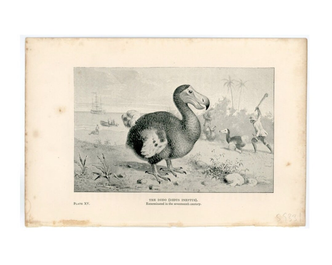C. 1893 DODO BIRD Print Dronte Print Dodo Print Extinct - Etsy
