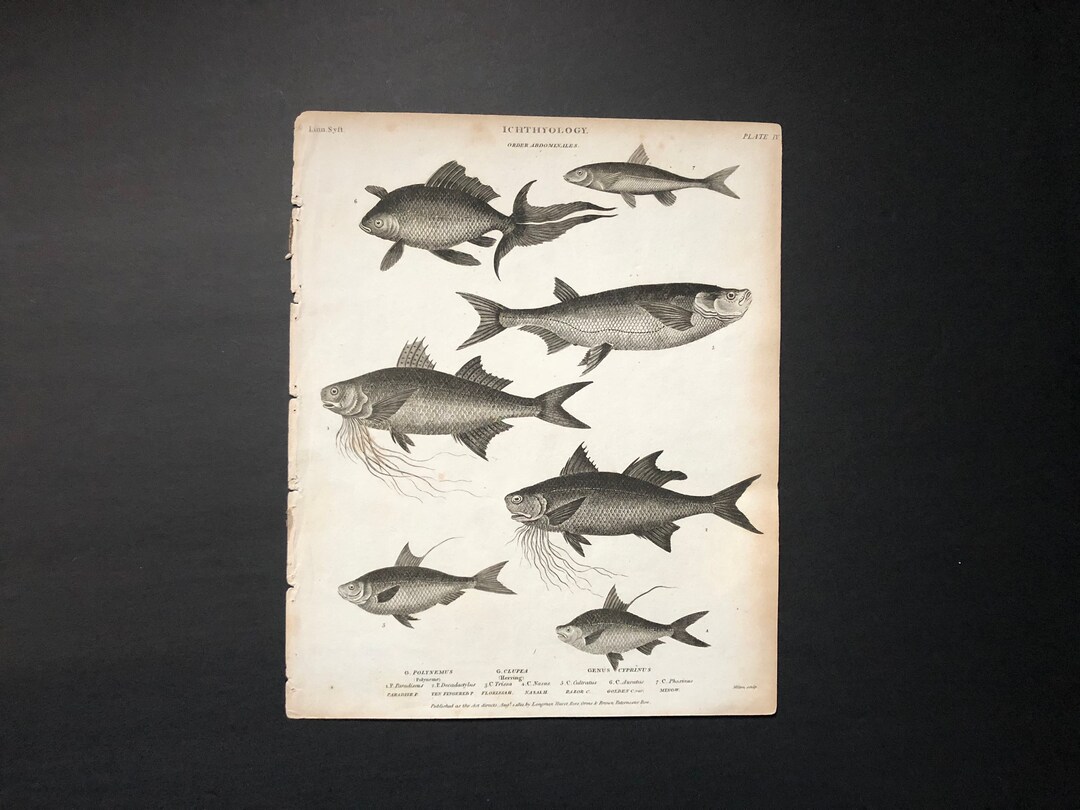 1809 ANTIQUE FISH ENGRAVING Sea Life Original Antique Ocean Animal ...
