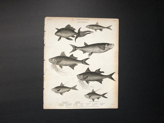 1809 ANTIQUE FISH ENGRAVING Sea Life Original Antique Ocean - Etsy New ...