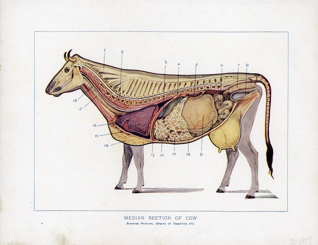 C.1902 LITOGRAFÍA DE ANATOMÍA DE LA VACA • Impresión antigua original ...