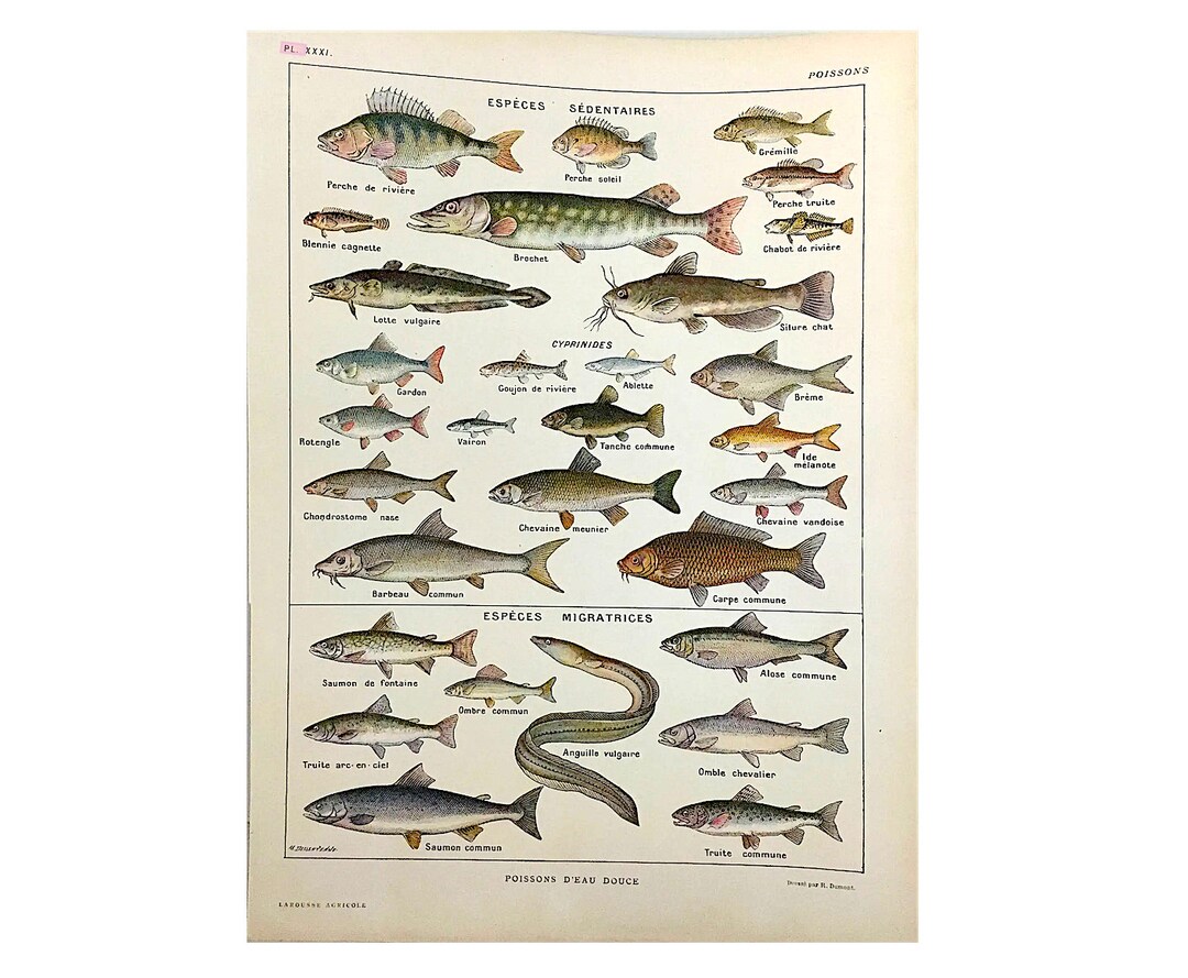 C. Lithographie de 1900 FISH impression antique originale vie marine ...