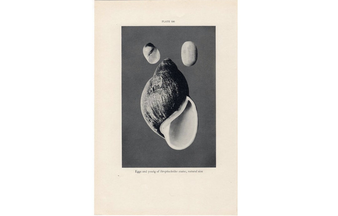 C. 1934 SHELL Lithograph - Vintage Marine Life Print - Ocean Print ...