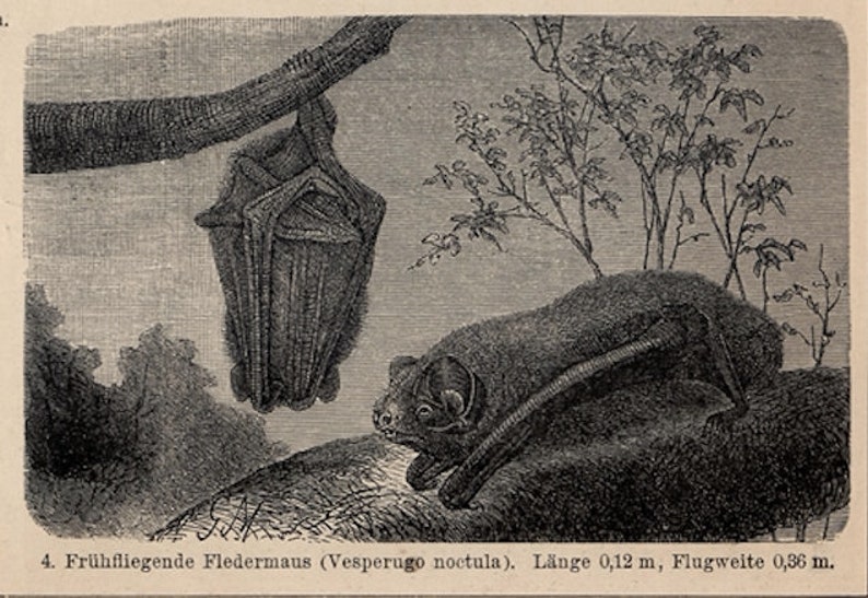 C. 1903 BAT Lithograph - Original Antique Print - Halloween Decor ...