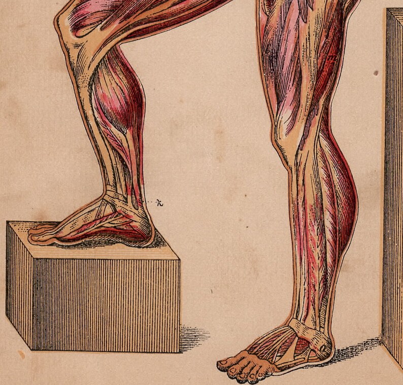 C. 1884 MUSCULAR SYSTEM Lithograph Antique Human Anatomy | Etsy