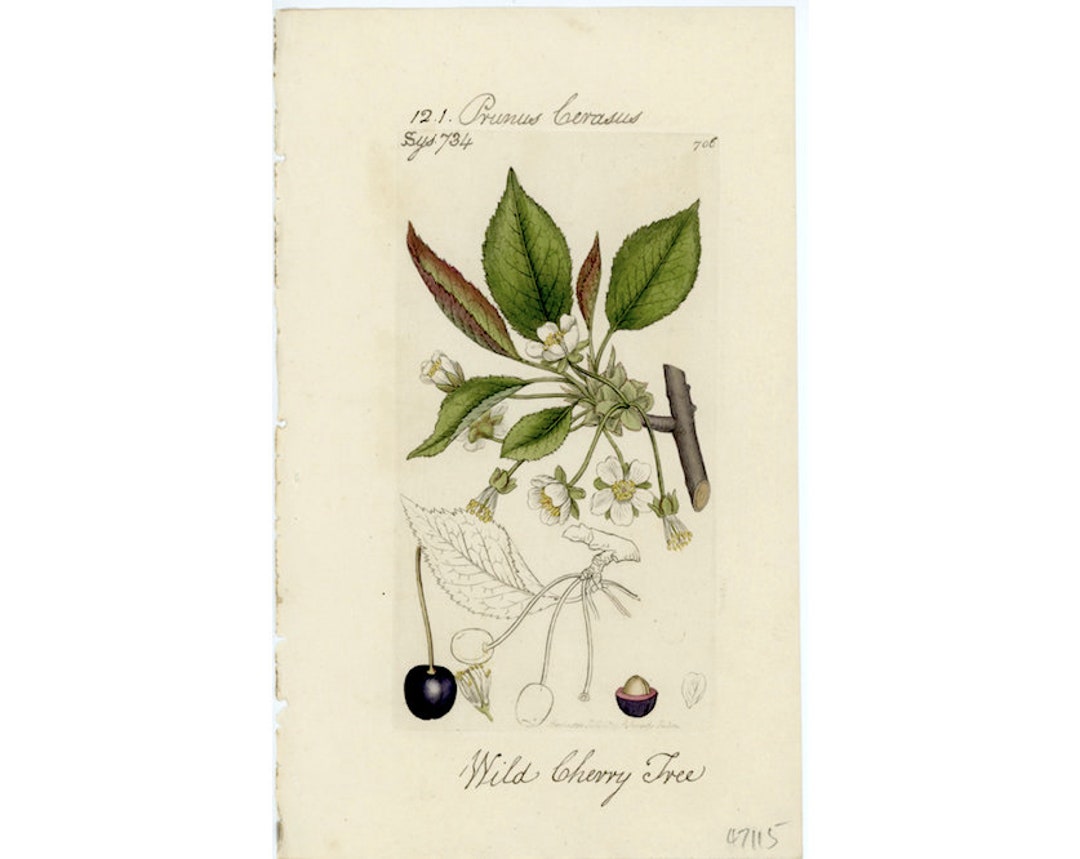C. 1809 WILD CHERRY TREE Print • Original Antique Print - Sowerby ...