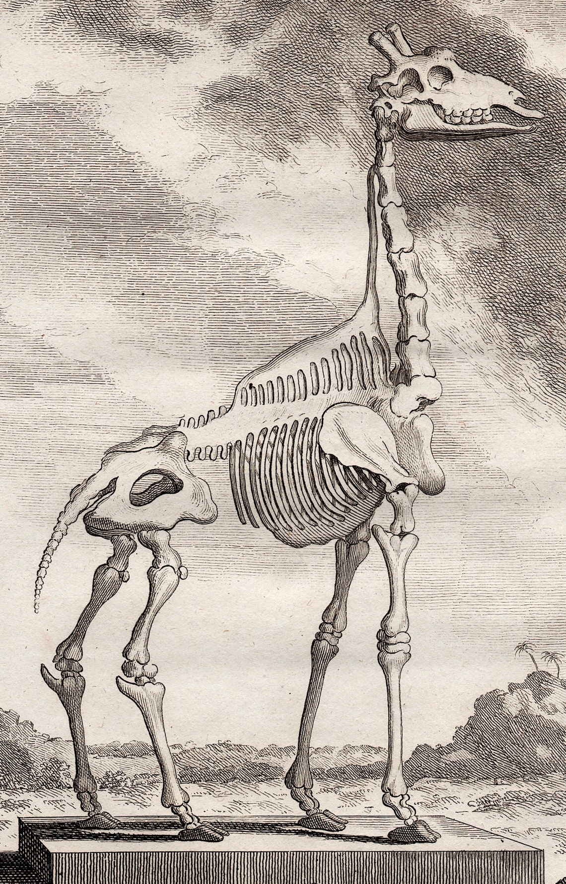 GIRAFFE SKELETON Engraving C. 1777 • Original Antique Print • African ...