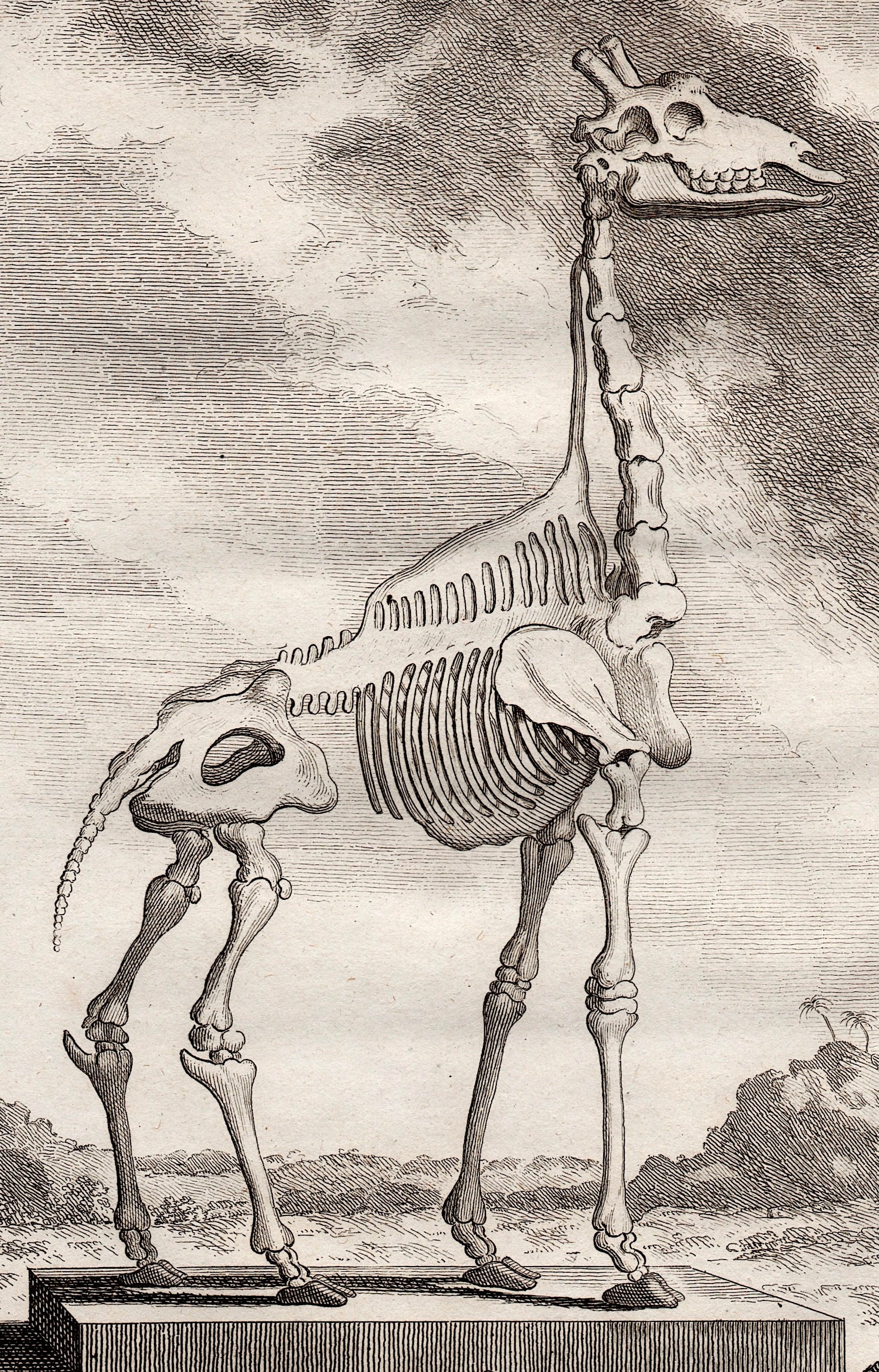 GIRAFFE SKELETON Engraving C. 1777 • Original Antique Print • African ...
