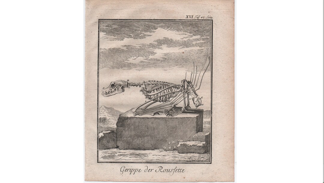 RARE! C. 1771 Antique BAT SKELETON Engraving - Original Antique Print ...