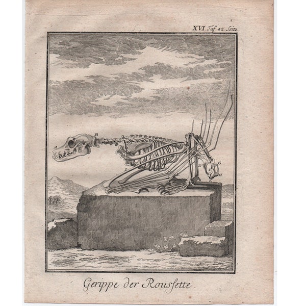 Flying Fox Skeleton - Etsy