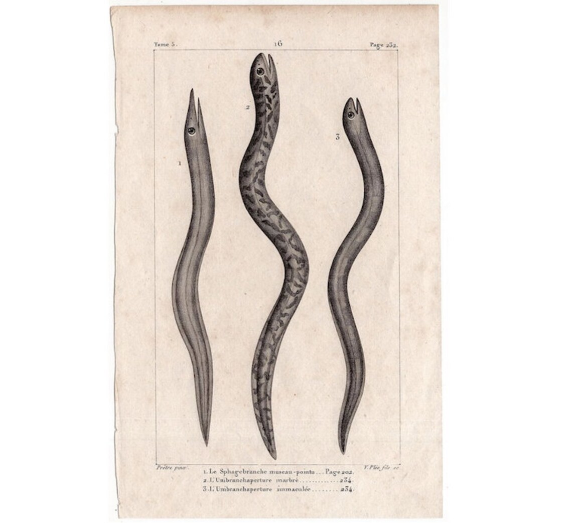 1817 EELS FISH Print Original Antique Sea Life Ocean Engraving | Etsy