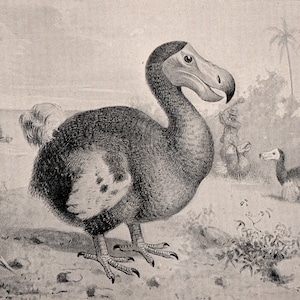 C. 1893 DODO BIRD Lithograph • Original Antique Print • Dronte Print ...