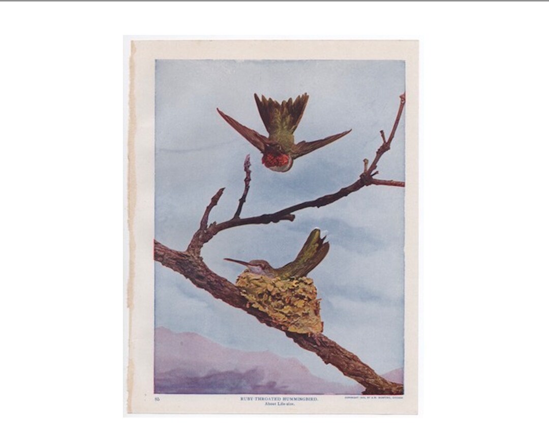 C. 1914 RUBY THROATED HUMMINGBIRDS Lithograph • Original Antique Print ...