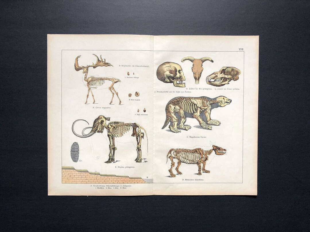 C. 1878 LARGE DINOSAUR FOSSILS Print - Antique Prehistoric Animals ...